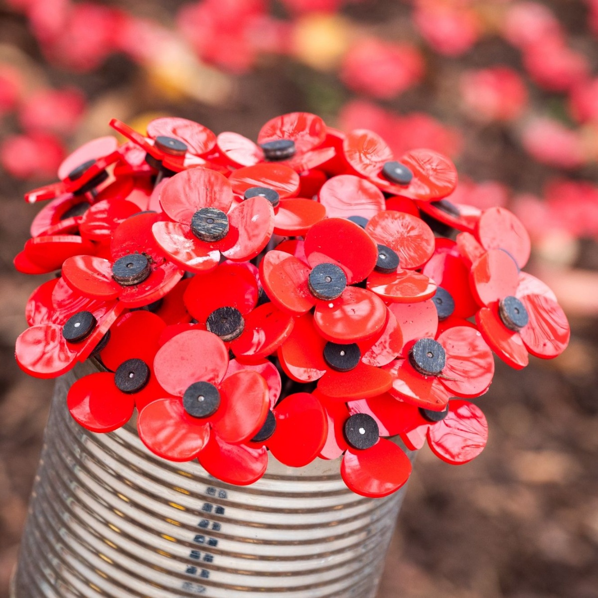 West Norfolk Academies Trust - WNAT school ‘Poppy Tree’ tribute ...