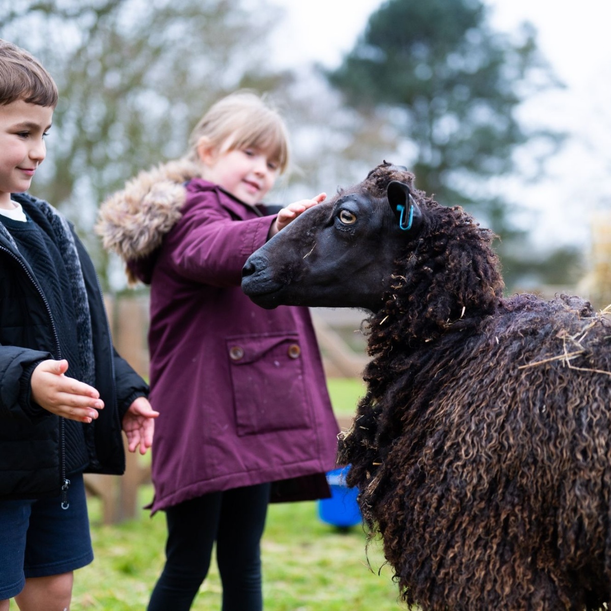West Norfolk Academies Trust - Schools Welcome Woolly Visitors